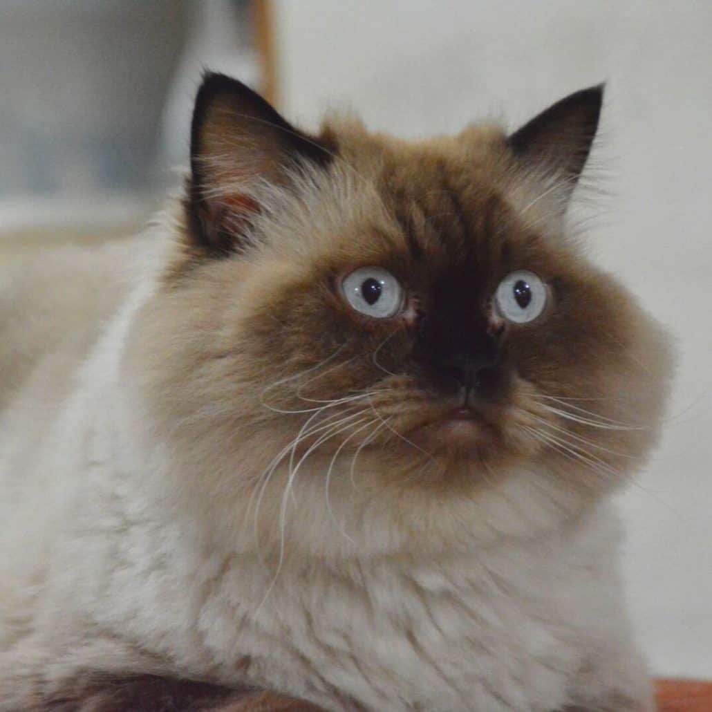 Schattige poezen foto's | Grote verzameling mooie afbeeldingen