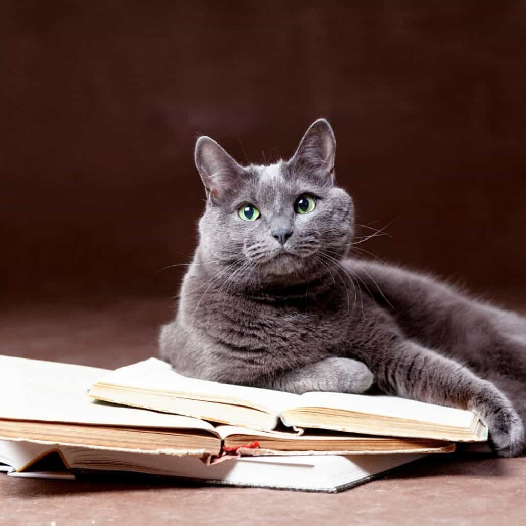 Schattige poezen foto's | Grote verzameling mooie afbeeldingen