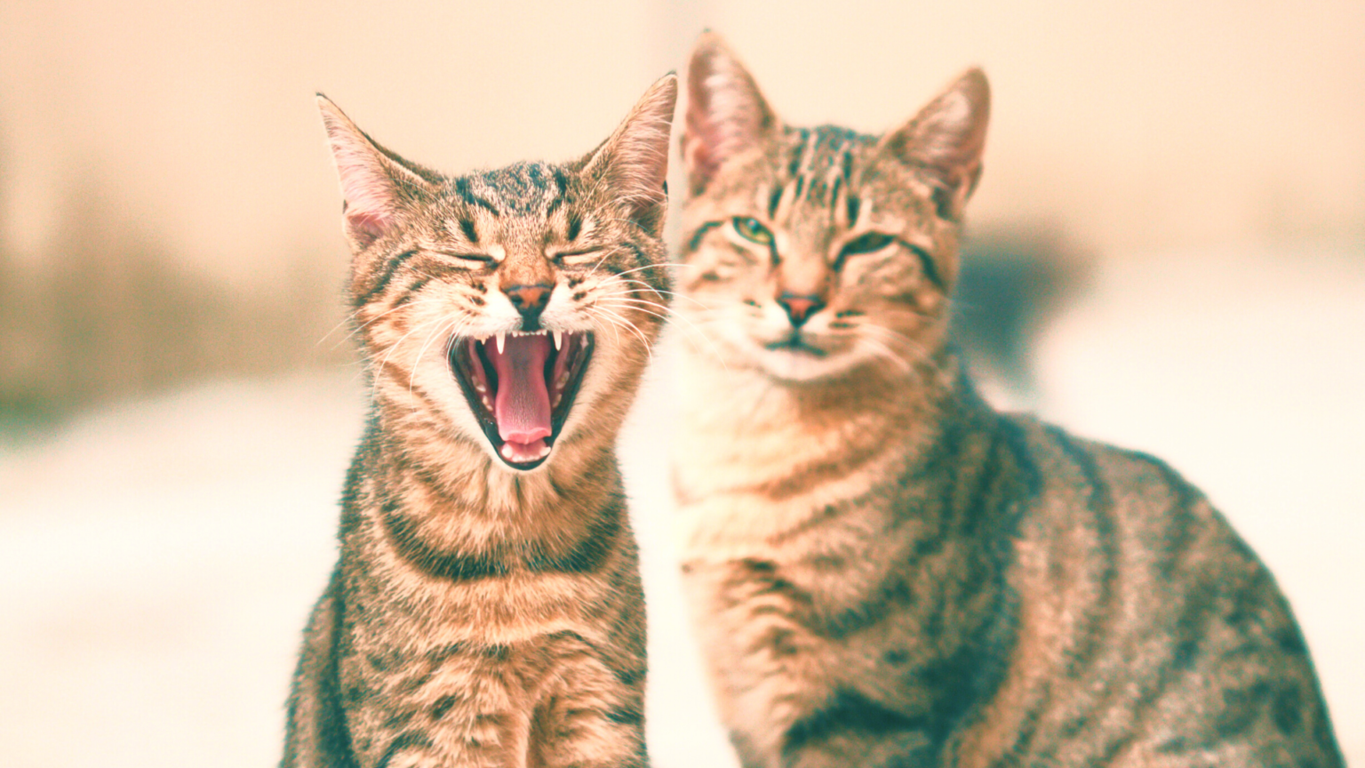 De 30 leukste duo namen voor katten