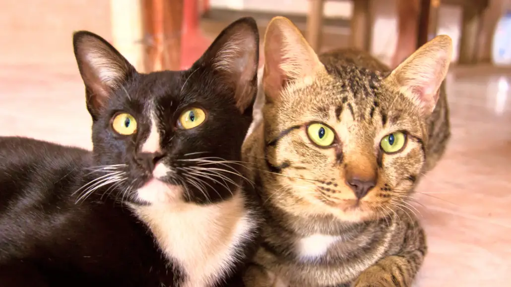 De 30 leukste duo namen voor katten