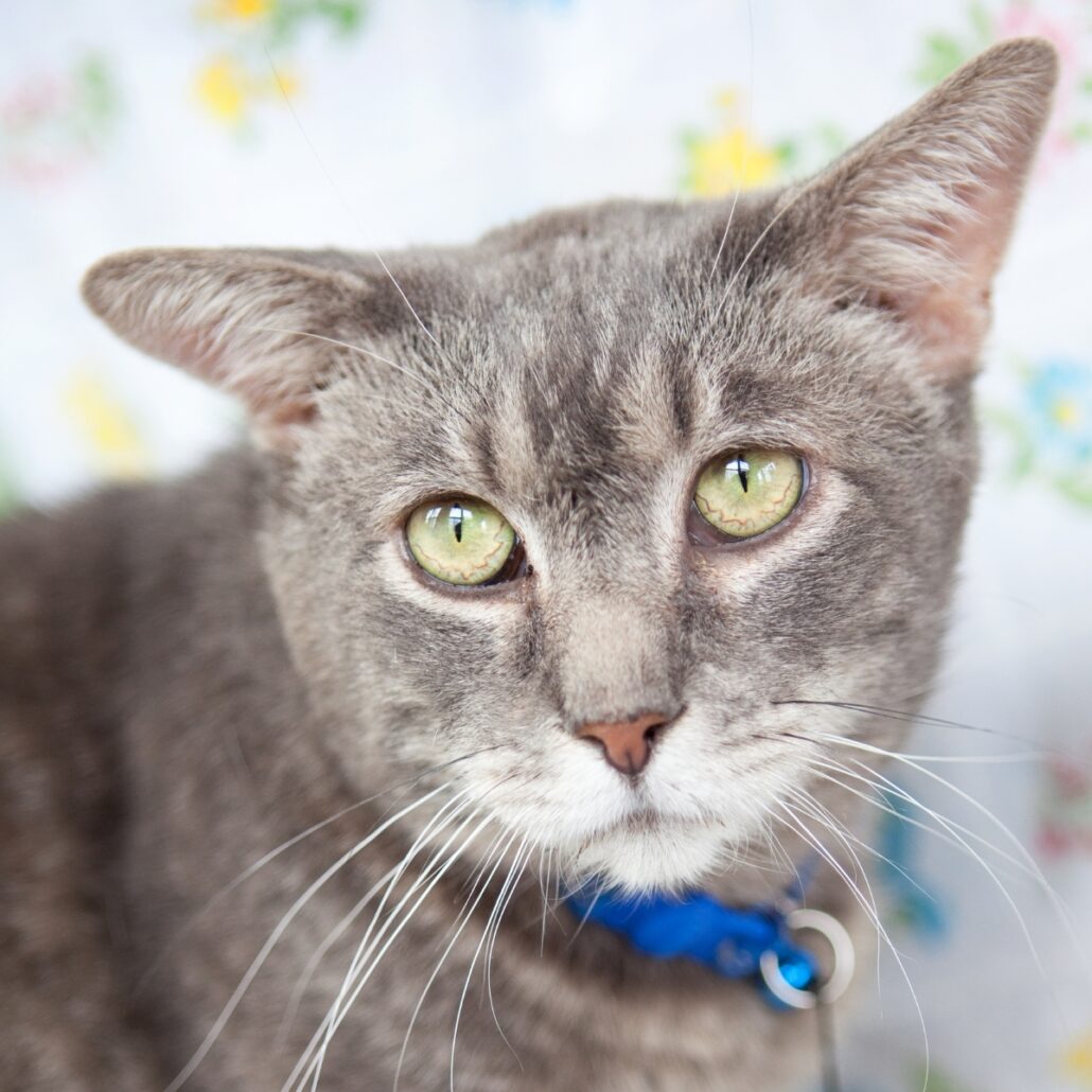 Waarom katten hun oren zo uniek bewegen: Ontdek het hier!