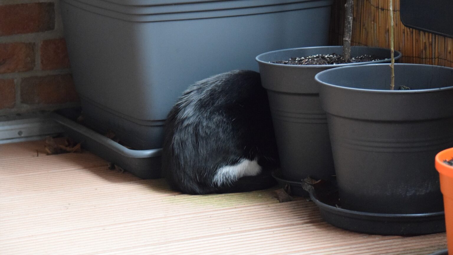 Ontdek de 20 meest creatieve verstopplekken van katten