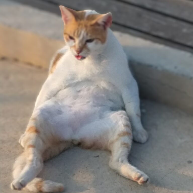 Ligt jouw kat er ook wel eens zo lui bij? Dit zijn de 17 meest luie katten!