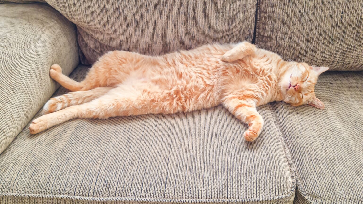 Ligt jouw kat er ook wel eens zo lui bij? Dit zijn de 17 meest luie katten!