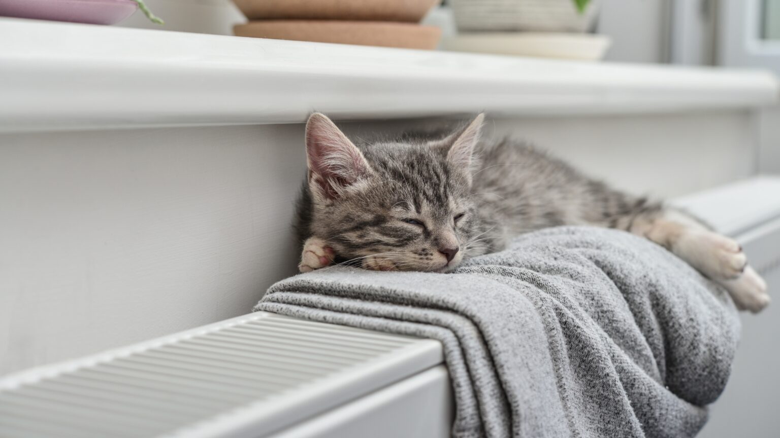 Ligt jouw kat er ook wel eens zo lui bij? Dit zijn de 17 meest luie katten!